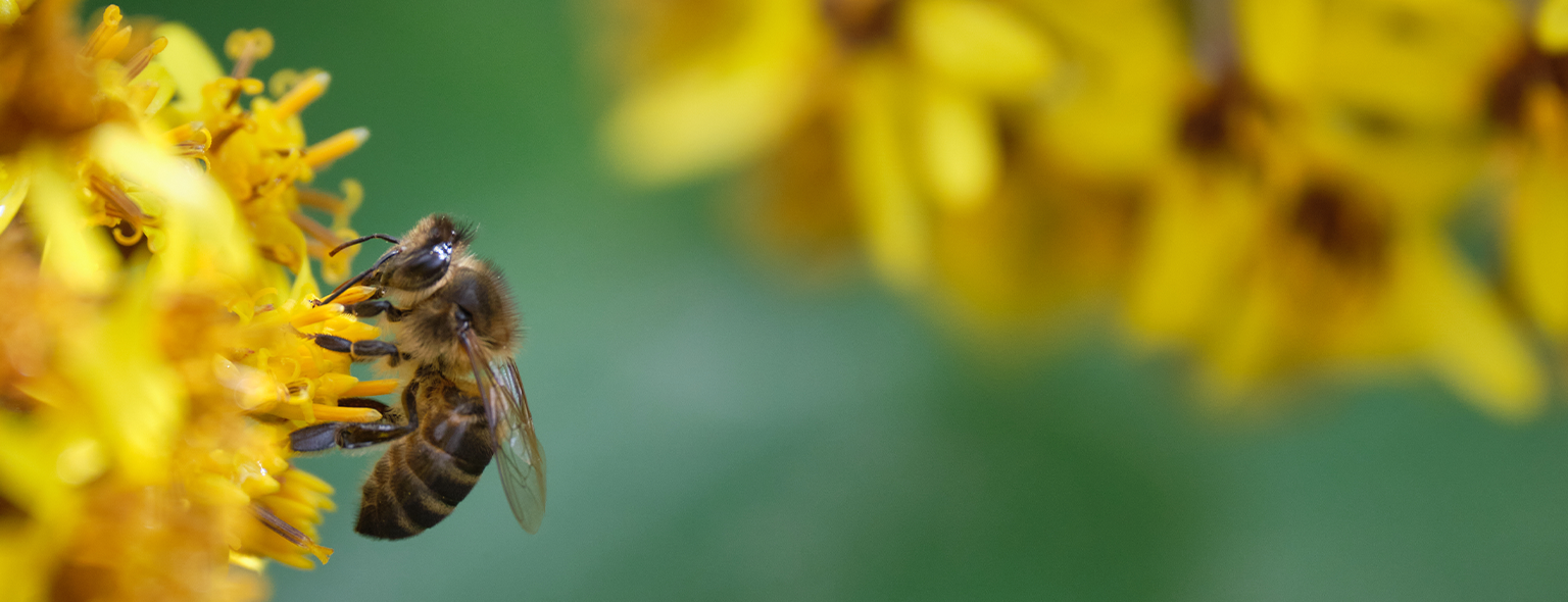Wespensteek: wat te doen en hoe verlicht je de symptomen? | Holland ...