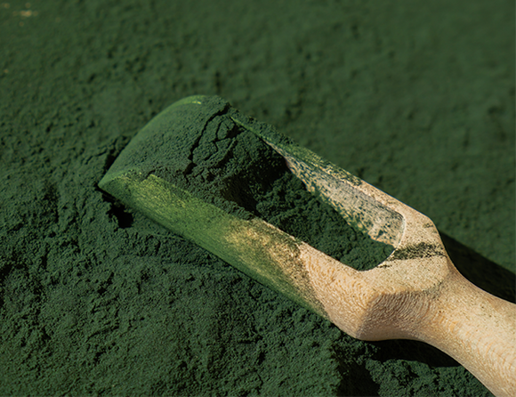 Your Guide To Chlorophyll | Benefits | Holland & Barrett