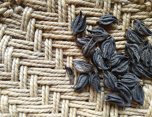 Devil’s Claw: Benefits, Dosage, Side-effects | Holland & Barrett