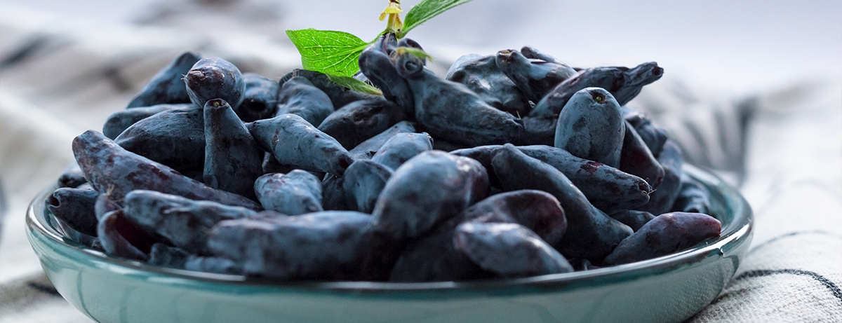 The ultimate guide to haskap berries