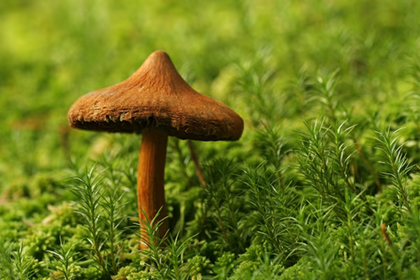 List of Poisonous Mushrooms to Avoid | Toxic Fungi | H&B