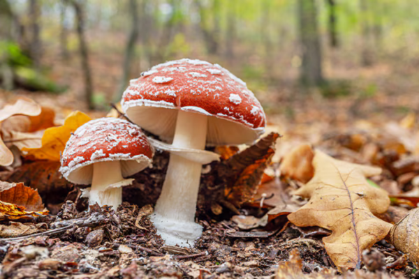 List of Poisonous Mushrooms to Avoid | Toxic Fungi | H&B