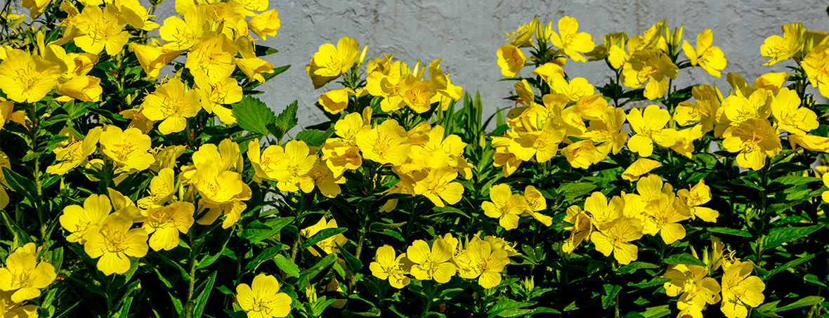 Evening Primrose Oil | Benefits & More | Holland & Barrett