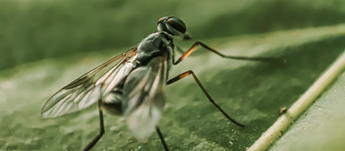 Muggenbult behandelen - tips van Holland & Barrett