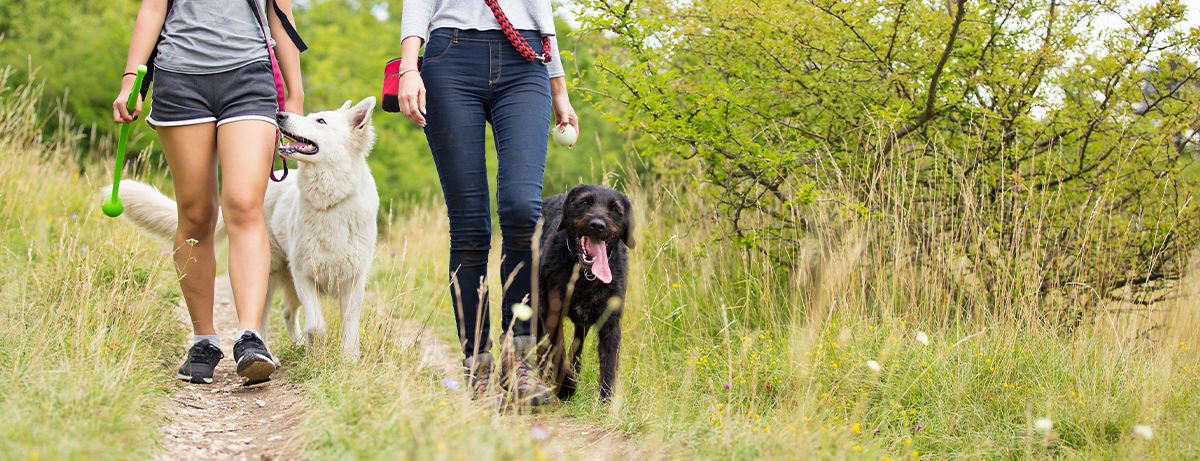 Recommended Steps Per Day By Age | Holland & Barrett