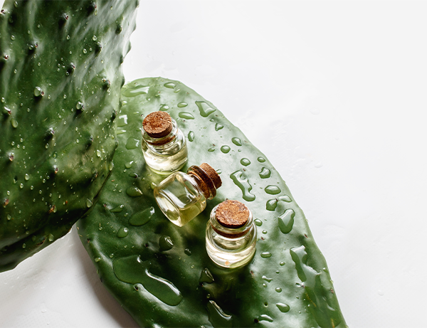 Cactus Skin Care: What Are The Benefits? | Holland & Barrett