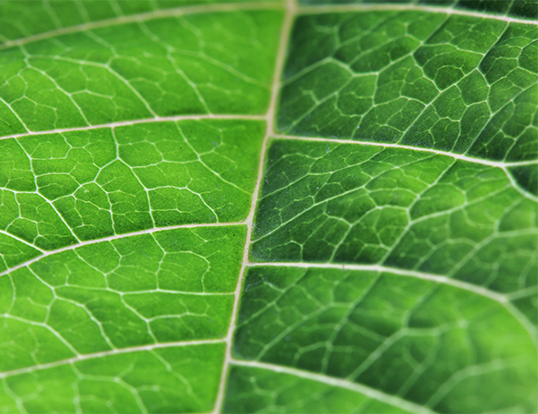 Your Guide To Chlorophyll | Benefits | Holland & Barrett