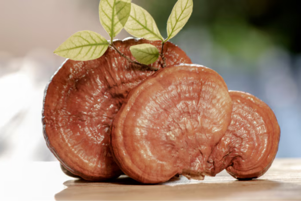 5 of the Best Functional Mushrooms – How Do They Work and What Are ...