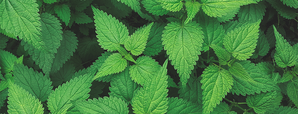 12 Best Natural Antihistamines | Holland & Barrett