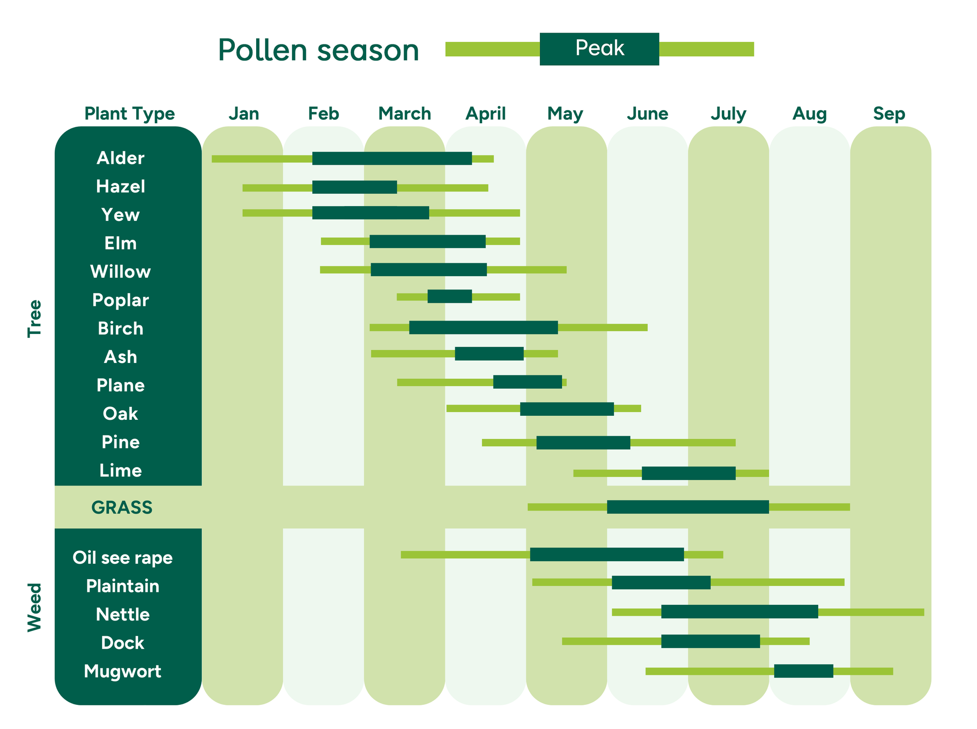 UK pollen count calendar | Holland & Barrett