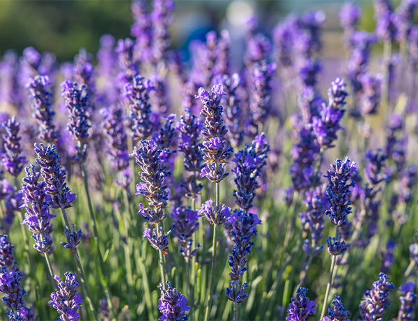 How To Make Lavender Oil, Spray & Water | Holland & Barrett