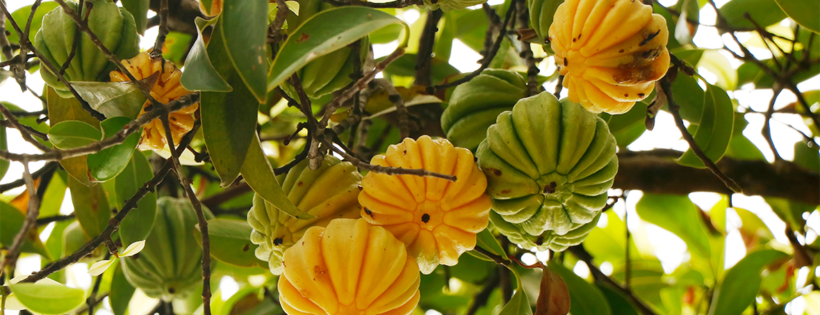 Garcinia Cambogia: Benefits, Uses & Side Effects | Holland & Barrett