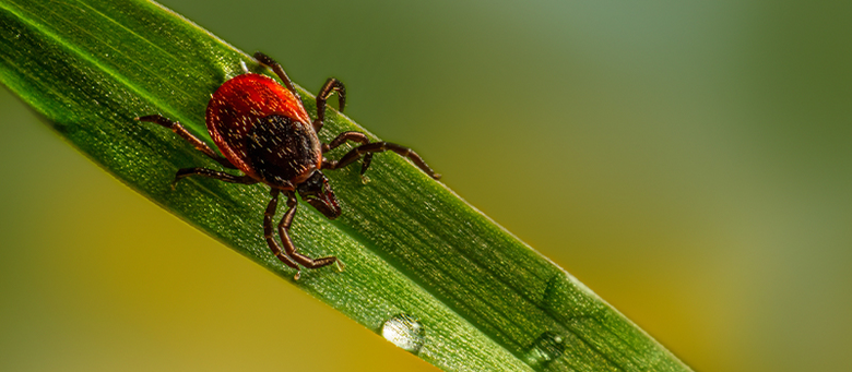 Tekenbeet? Zo reageer je snel en correct | Holland & Barrett