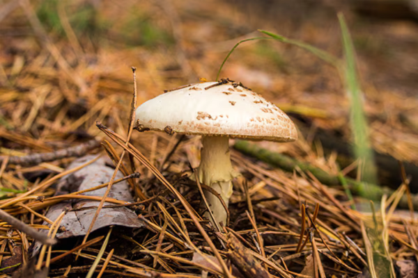 List of Poisonous Mushrooms to Avoid | Toxic Fungi | H&B