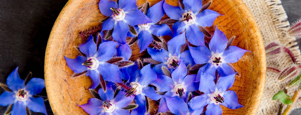 4 Ways To Use Starflower Oil | Starflower Benefits | H&B